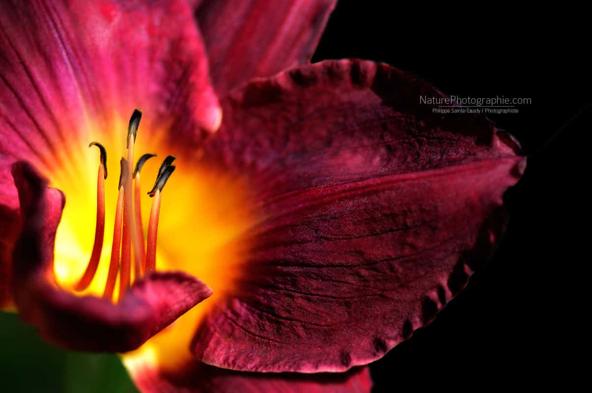 Allumettes Végétales