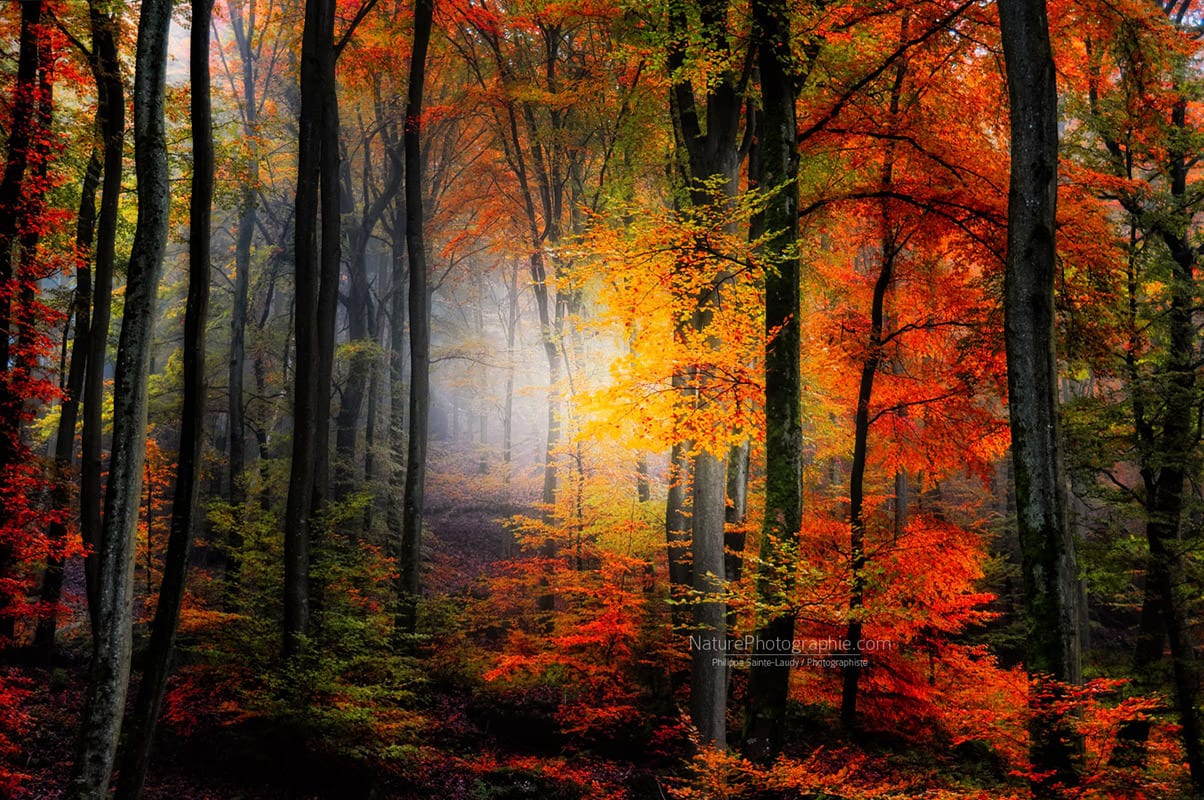 Le guide complet de la photo d'automne.