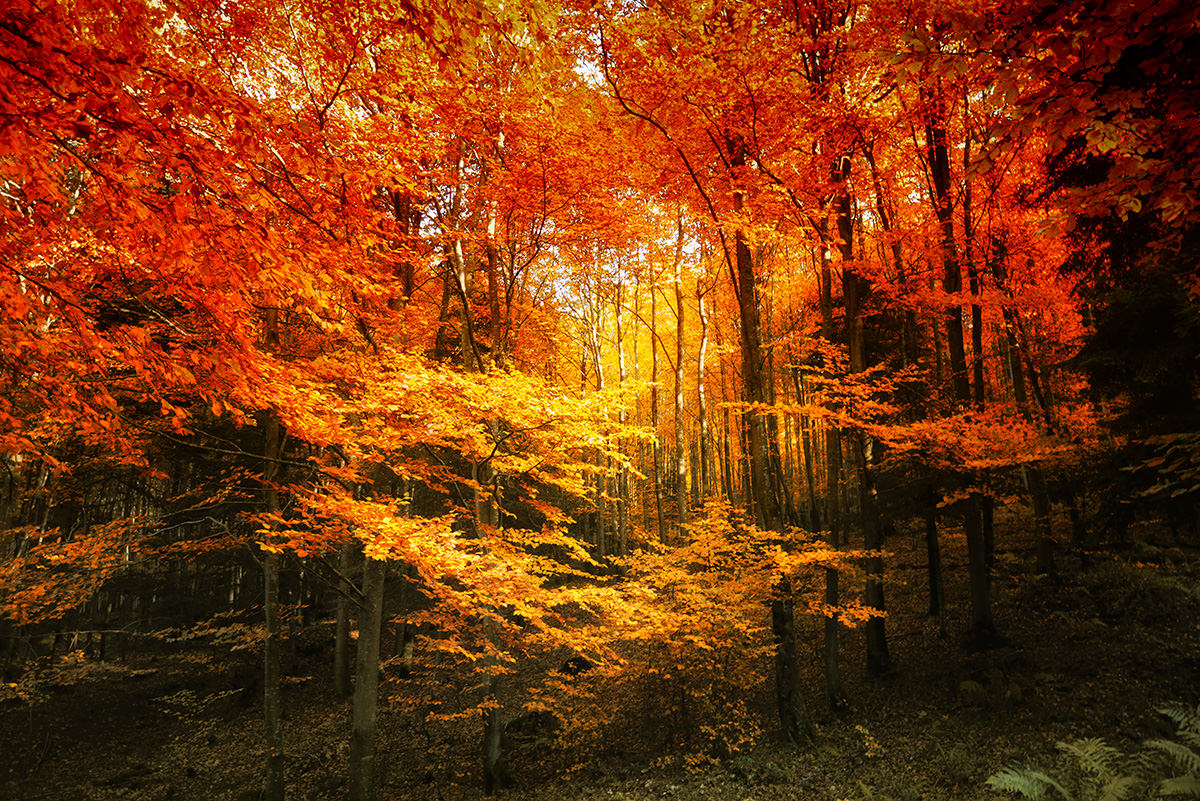Photos d’automne – Le Guide – NATUREPHOTOGRAPHIE