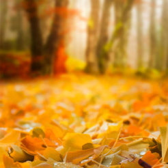 Sur les chemins de l'automne - NATURE PHOTOGRAPHIE