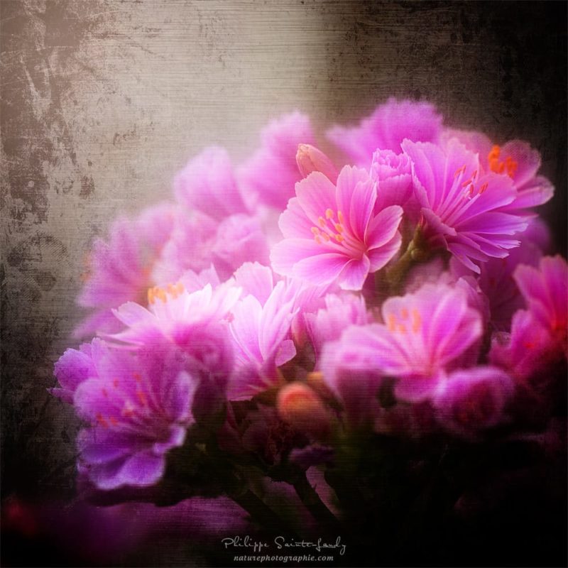 Fleurs et textures – NATUREPHOTOGRAPHIE