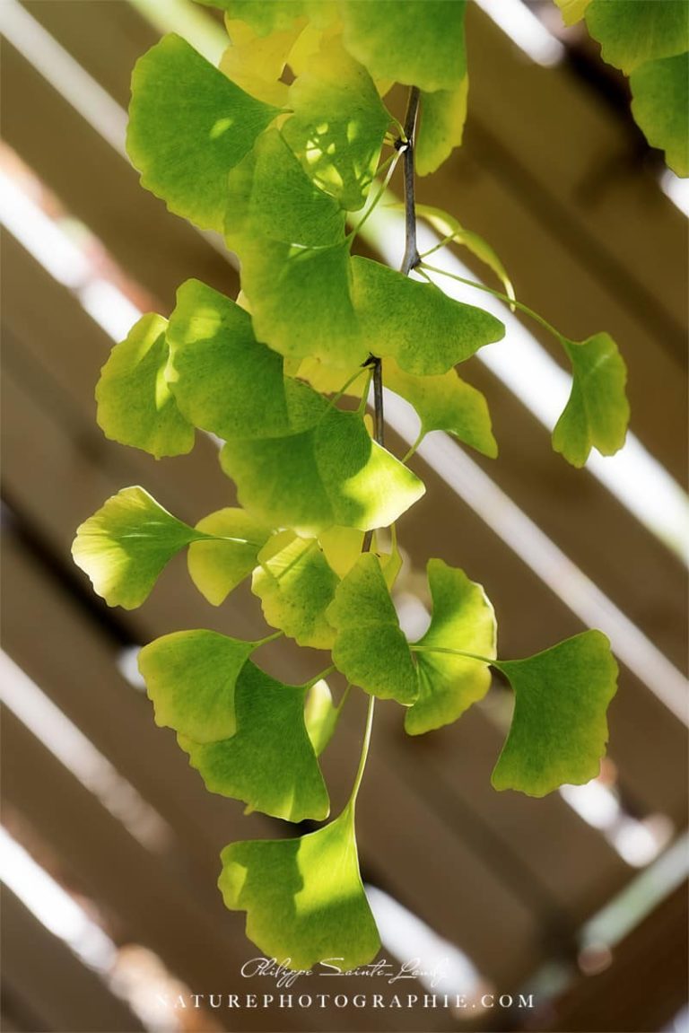 Tout sur le Ginkgo Biloba avec une belle galerie photos