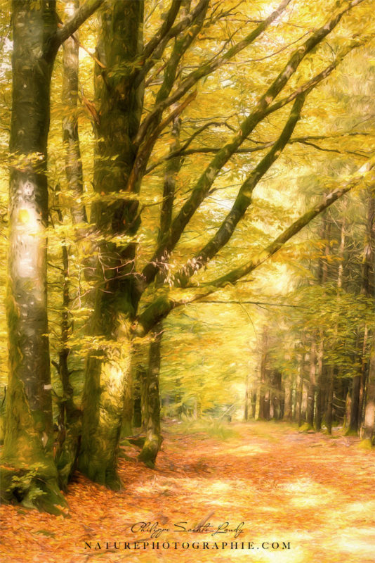 L'automne et ses couleurs