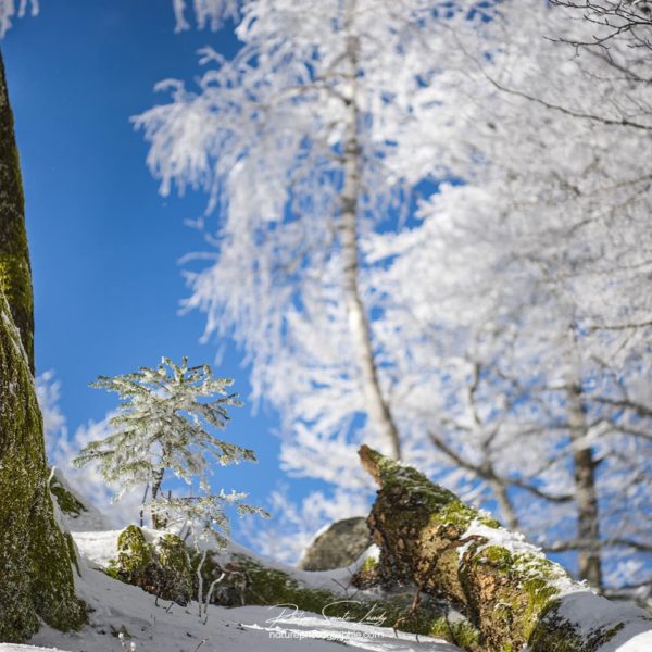 Randonnée au col du Donon - C'est encore plus beau en hiver