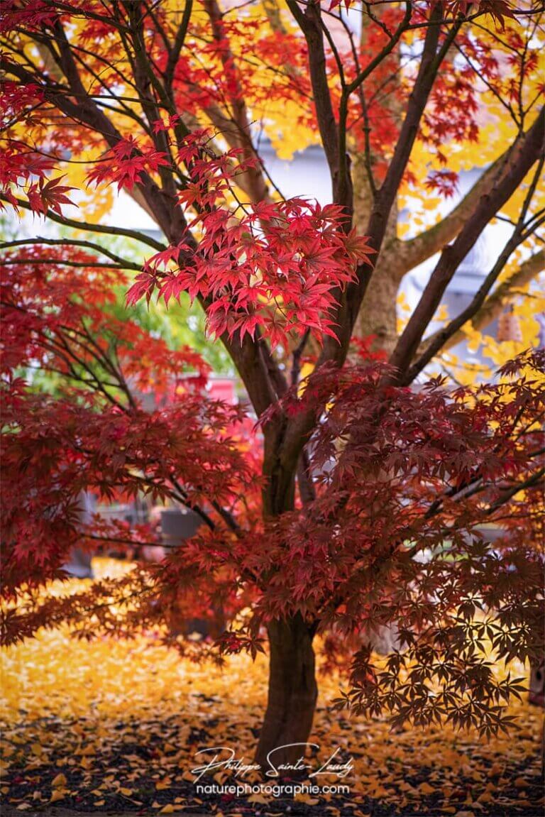 Érable du Japon en automne