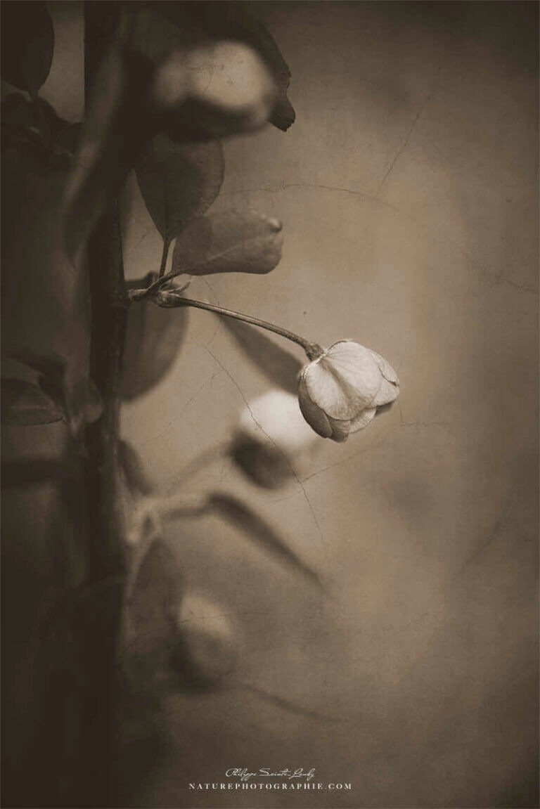 J’ai craqué sur la photographie sépia